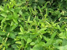 Soja - Bladsye [4] - Wêreld ensiklopediese kennis