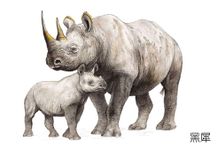 Renosters - Bladsye [2] - Wêreld ensiklopediese kennis