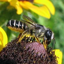 Eumenes - Bladsye [2] - Wêreld ensiklopediese kennis
