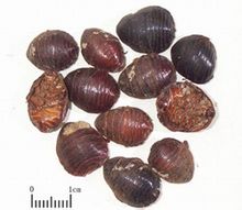 Eupolyphaga - Bladsye [1] - Wêreld ensiklopediese kennis