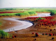 Vleiland-ekosisteme - Bladsye [2] - Wêreld ensiklopediese kennis