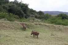 Vlakvark - Bladsye [1] - Wêreld ensiklopediese kennis