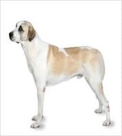 Anna figuur Shepherd - Bladsye [1] - Wêreld ensiklopediese kennis