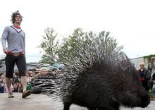 Ystervark - Bladsye [3] - Wêreld ensiklopediese kennis