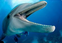 Stompneusdolfyne - Bladsye [1] - Wêreld ensiklopediese kennis