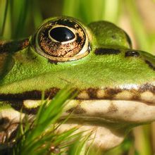 Brulpadda - Bladsye [1] - Wêreld ensiklopediese kennis