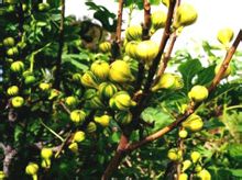 Vyeboom - Bladsye [2] - Wêreld ensiklopediese kennis