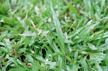 Groot plante blaar olie - Bladsye [1] - Wêreld ensiklopediese kennis