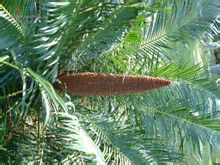 Hulu broodboom - Bladsye [1] - Wêreld ensiklopediese kennis