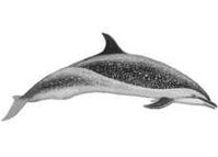 Wit dolfyn - Bladsye [1] - Wêreld ensiklopediese kennis