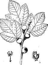 Vyeboom - Bladsye [1] - Wêreld ensiklopediese kennis