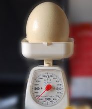 Eiers - Bladsye [1] - Wêreld ensiklopediese kennis