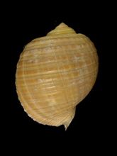 Maroen kwartels Lo - Bladsye [1] - Wêreld ensiklopediese kennis