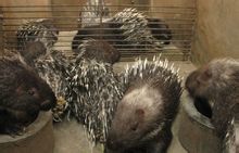 Ystervark - Bladsye [2] - Wêreld ensiklopediese kennis