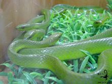 Groen slang - Bladsye [1] - Wêreld ensiklopediese kennis