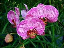 Tropiese orgideë - Bladsye [1] - Wêreld ensiklopediese kennis