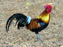 Hoender - Bladsye [1] - Wêreld ensiklopediese kennis