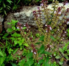 Plebeia - Bladsye [1] - Wêreld ensiklopediese kennis