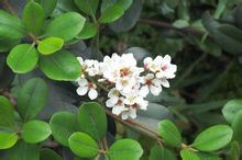 Appelkoos - Bladsye [6] - Wêreld ensiklopediese kennis