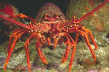 Kreef - Bladsye [1] - Wêreld ensiklopediese kennis