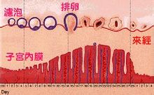 Menstruele siklus - Bladsye [1] - Wêreld ensiklopediese kennis