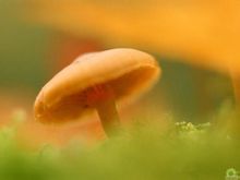 Swam - Bladsye [1] - Wêreld ensiklopediese kennis