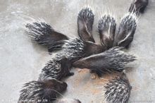 Ystervark - Bladsye [3] - Wêreld ensiklopediese kennis