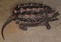 Skilpad - Bladsye [6] - Wêreld ensiklopediese kennis