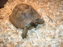 Skilpad - Bladsye [7] - Wêreld ensiklopediese kennis