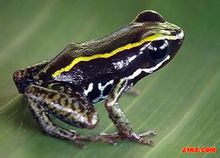 Gif pyl padda - Bladsye [2] - Wêreld ensiklopediese kennis