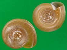 Weekdiere - Bladsye [1] - Wêreld ensiklopediese kennis