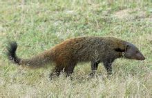 Muishond - Bladsye [2] - Wêreld ensiklopediese kennis