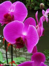 Tropiese orgideë - Bladsye [1] - Wêreld ensiklopediese kennis