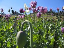Poppies - Bladsye [1] - Wêreld ensiklopediese kennis