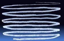 Lintwurm - Bladsye [1] - Wêreld ensiklopediese kennis