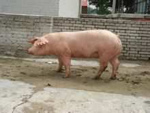 Landras varke - Bladsye [1] - Wêreld ensiklopediese kennis