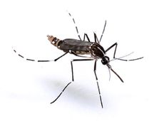 Mediese Insekte - Bladsye [1] - Wêreld ensiklopediese kennis