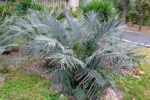 Hulu broodboom - Bladsye [1] - Wêreld ensiklopediese kennis