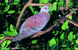 Duiwe - Bladsye [1] - Wêreld ensiklopediese kennis