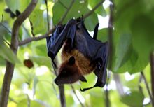 Diere - Bladsye [1] - Wêreld ensiklopediese kennis