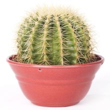 Strooi blompot - Bladsye [1] - Wêreld ensiklopediese kennis