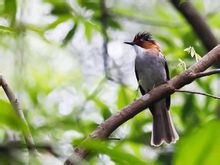 birds - Search Results - Bladsye [47] - Wêreld ensiklopediese kennis