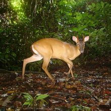 Deer vleis - Bladsye [1] - Wêreld ensiklopediese kennis