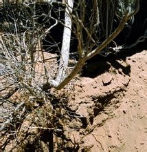 Woestyn klimaat - Bladsye [2] - Wêreld ensiklopediese kennis