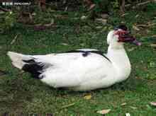 Makou - Bladsye [1] - Wêreld ensiklopediese kennis